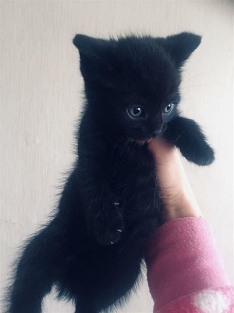 Tiny Cute Black Kitten At Dorathy Quinones Blog