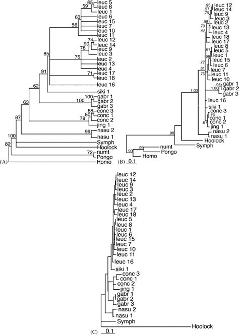 Phylogenetic Relations Of Representative Nomascus Gibbons Based On Download Scientific Diagram