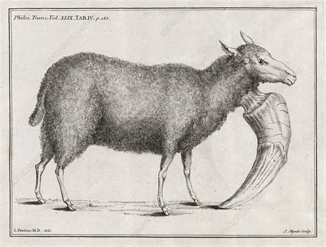 Mutant Sheep 18th Century Stock Image C0111918 Science Photo