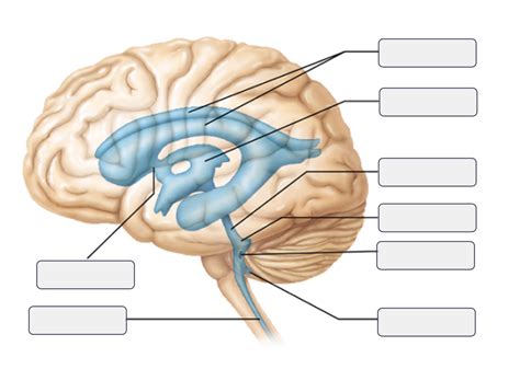 Structures Involved With Csf Diagram Quizlet