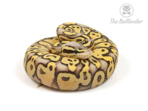 Morph List World Of Ball Pythons