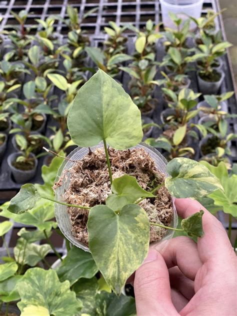 le hoang anh hal on linkedin tissueculture rareplants
