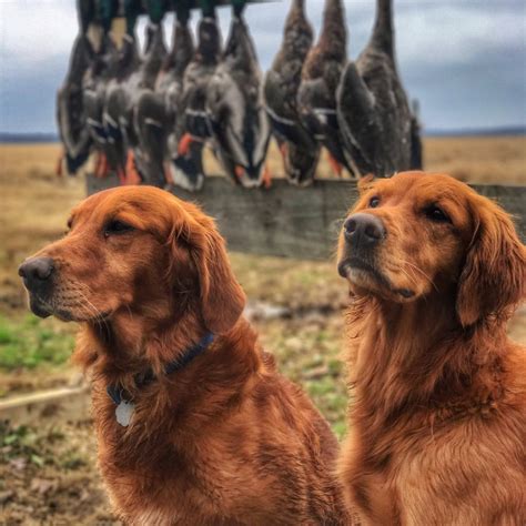 9 Types Of Golden Retrievers Get To Know All Of Them