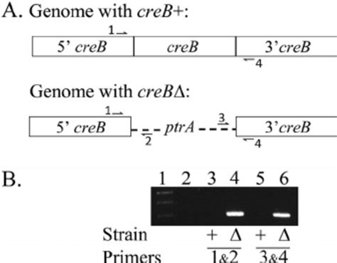 Verification Of Gene Replacement A Schematic Showing Primer Bind Download Scientific Diagram