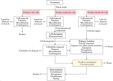 Downstream Processing Flashcards Quizlet