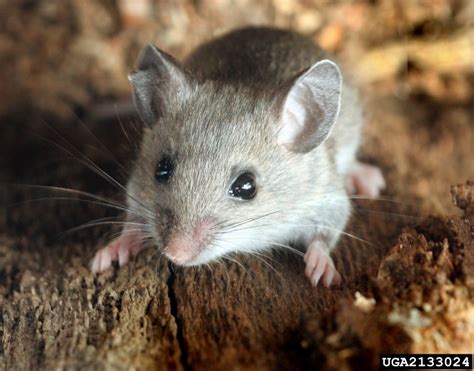 Peromyscus