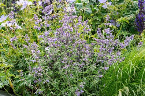 Catnip Plant