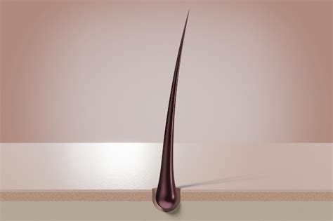 Premium Photo Single Hair Follicle 3d Illustration
