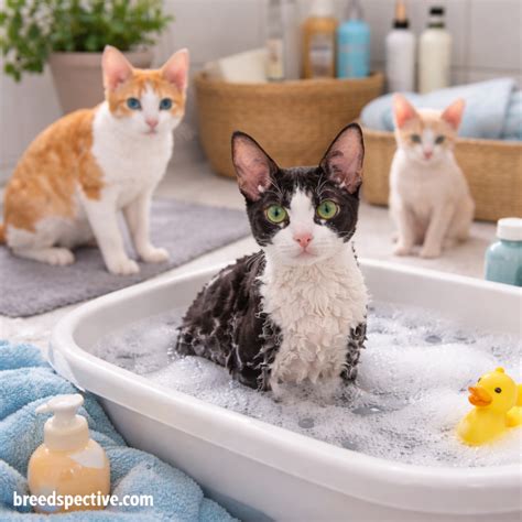 Grooming And Care Needs Of Cornish Rex Cats Breedspective