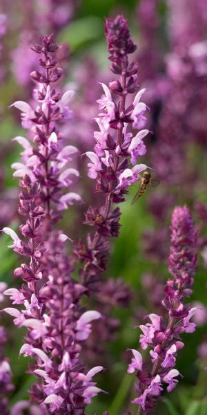 X Sylvestris Rose Queen