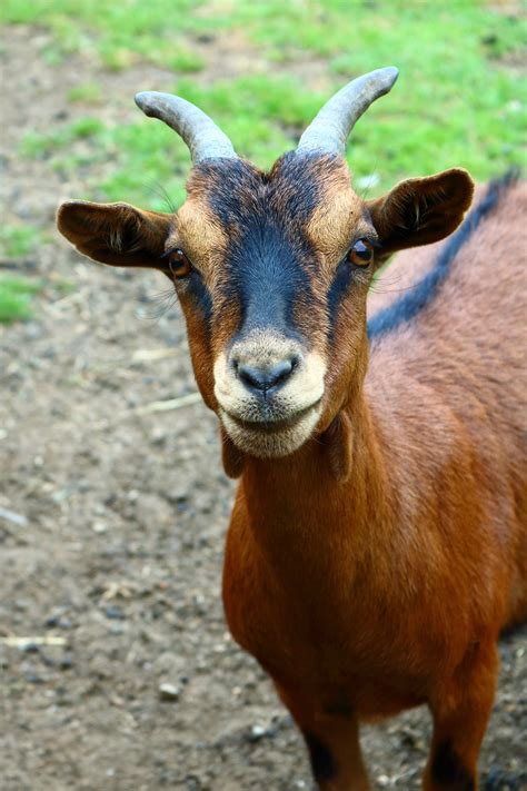 Kambing Hewan Pertanian Foto Gratis Di Pixabay Pixabay