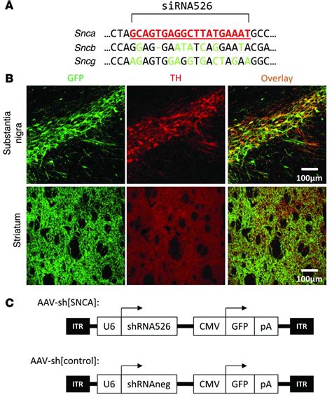 Shrna Targeting α Synuclein Prevents Neurodegeneration In A Parkinsons