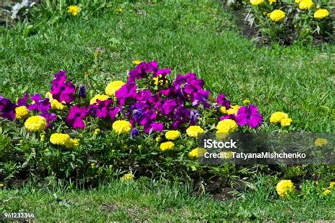 봄 도시 풍경입니다 도시 공원입니다 큰 도시 공원에 녹색 잔디의 필드입니다 녹색 잔디 필드와 함께 공원에서 아름 다운 아침 빛