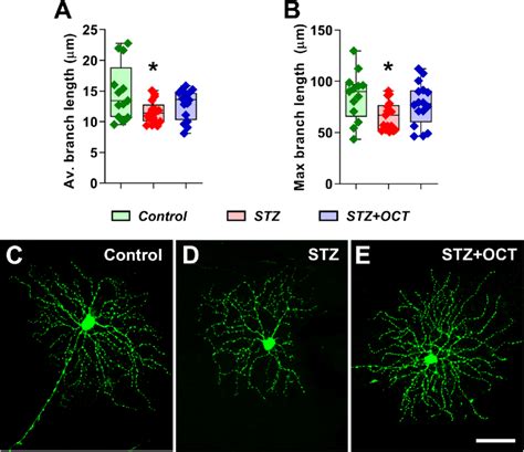 Morphometric Analysis Of The Rgcs Belonging To Subtype G6 Box And