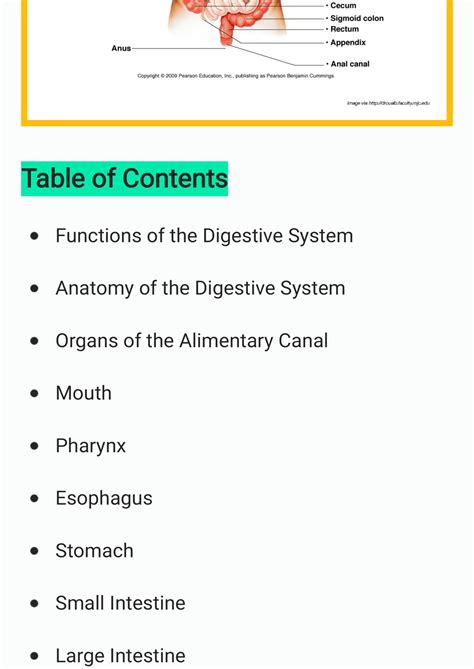 SOLUTION: Digestive System Anatomy and Physiology - Studypool