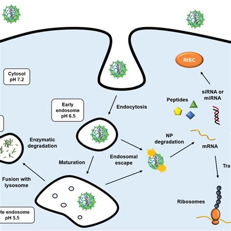 The Two Main Structural Forms Of Polymeric Nanoparticles Nanospheres