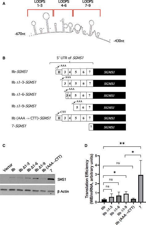 contribution of putative stem loops in the first 80 nucleotides of