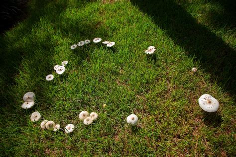 The Magic Of Fairy Rings Folklore Science And Fun Facts About