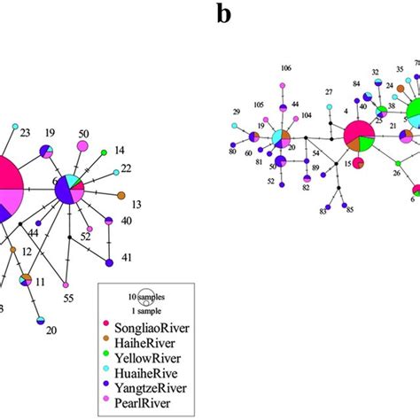 Median Joining Network Of Cr A And Cyt B B Haplotypes From Six Download Scientific Diagram