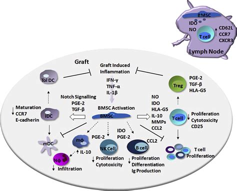 Mesenchymal Stromal Cells Facilitators Of Successful Transplantation Cell Stem Cell