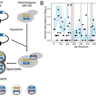 Figure S Plasmid Based Confirmation Workflow By Complementation Test