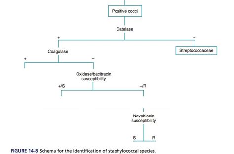 Diagram Of Figure 14 8 Diagnostic Micro Id Of Staphylococcus Sp Quizlet