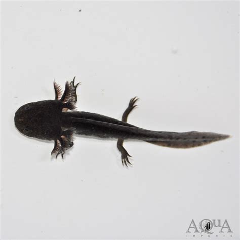 Ajolote Melanoide