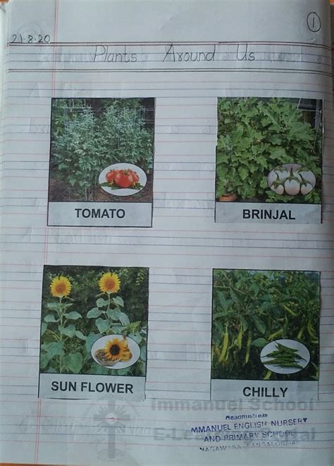 1st Std EVS Lesson 02 Plants Around Us NOTES IMMANUEL PRIMARY SCHOOL