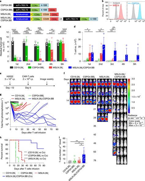 Msln And Cspg4 Dual Targeting Car T Cells With Split Co Stimulation And