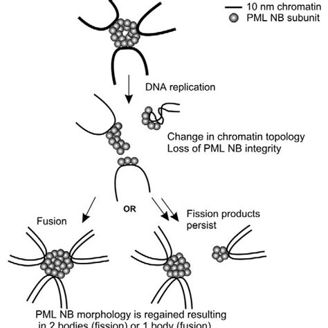 Pml Nuclear Bodies Increase In Number During S Phase A Asynchronous Download Scientific