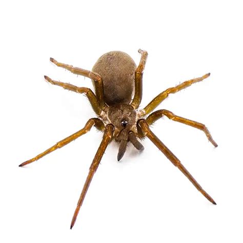 Southern House Spider Identification Spider Pest Control Services