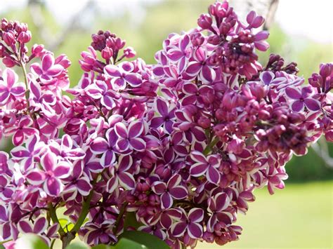 Tinkerbelle Lilac Tree