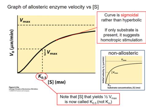 Biochem 2 Lecture 15 Flashcards Quizlet