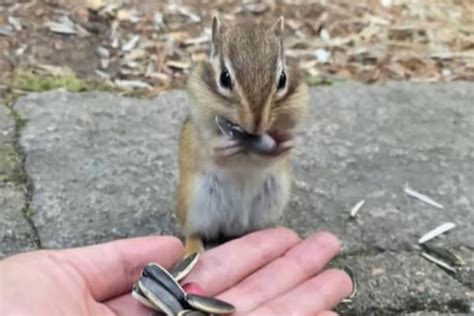 해바라기씨 보더니 열심히 입 오물조물 씹으며 먹방하는 ‘귀요미 다람쥐