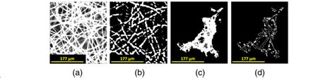 Surface Cell Scaffold Contact D Derived From The Original Scaffold Download Scientific