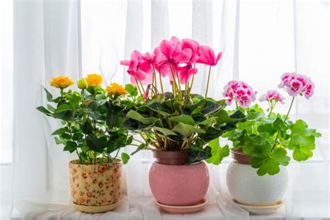 10 Лучших удобрений для комнатных цветов: Рейтинг удобрений для ...