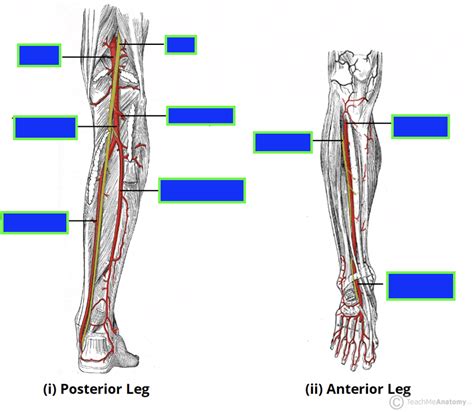 Diagram Of Anterior And Posterior Arterial Supply Of The Leg Quizlet