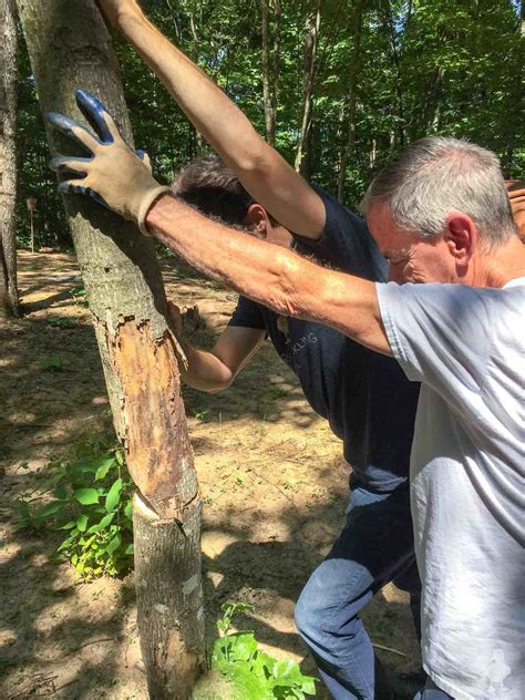 How To Cut Down A Small Tree Ugly Duckling House