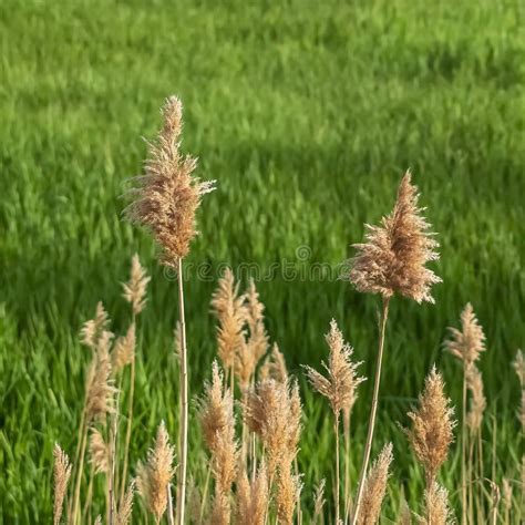 Brown Grasses Stock Image Image Of Meadow Head Autumn 2399