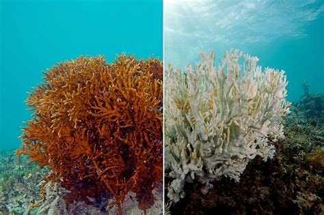 Nuclear Technology Can Help Mitigate Ocean Acidification Caused By