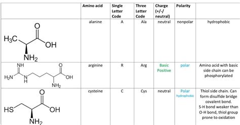 Amino Acids Mcat Cheat Sheet Practice Fillable Etsy Hong Kong
