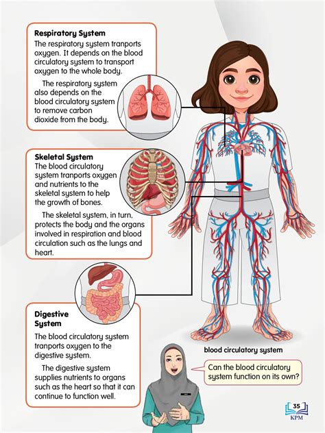 Circulatory System Functions