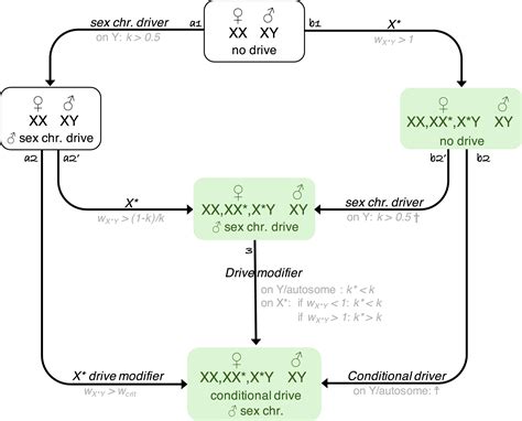 Multiple Sex Chromosome Drivers In A Mammal With Three Sex Chromosomes