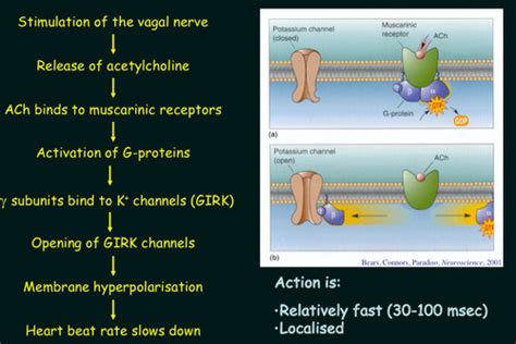 Modulation Of Synaptic Transmission Flashcards Quizlet