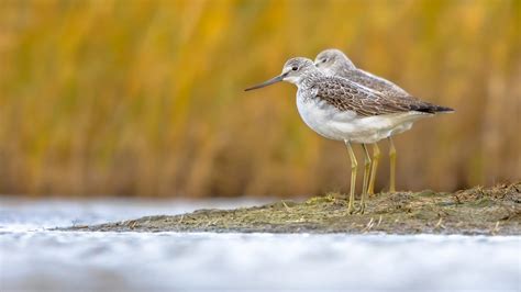 Isley Marsh Nature Reserve Devon The Rspb