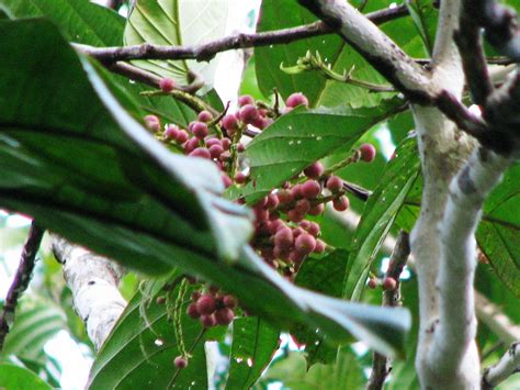 Tetrathylacium Poepp And Endl