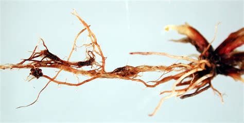 Pythium Root Dysfunction Lawnpride Australia