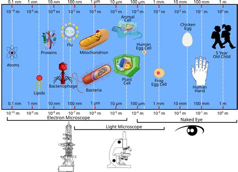 Lab A Parts Of A Microscope Lab Manual For Biology E Part I Nd