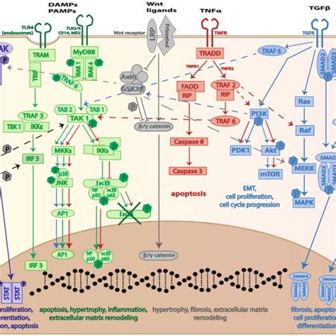 Pdf Sex Specific Influence On Cardiac Structural Remodeling And