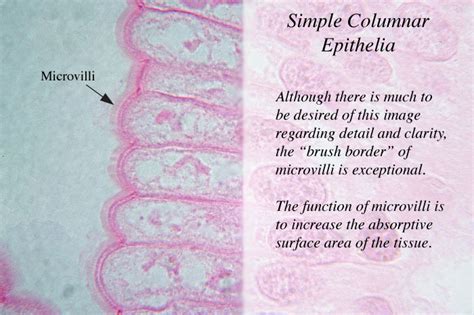 Simple Columnar Epithelium